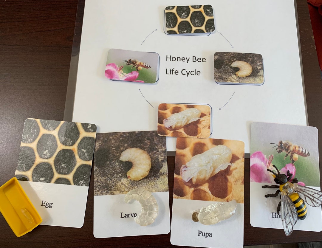 Honey Bee Life Cycle/ Montessori Activity/ Child Simulation Activity ...