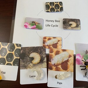 Honey Bee Life Cycle/ Montessori Activity/ Child Simulation Activity ...