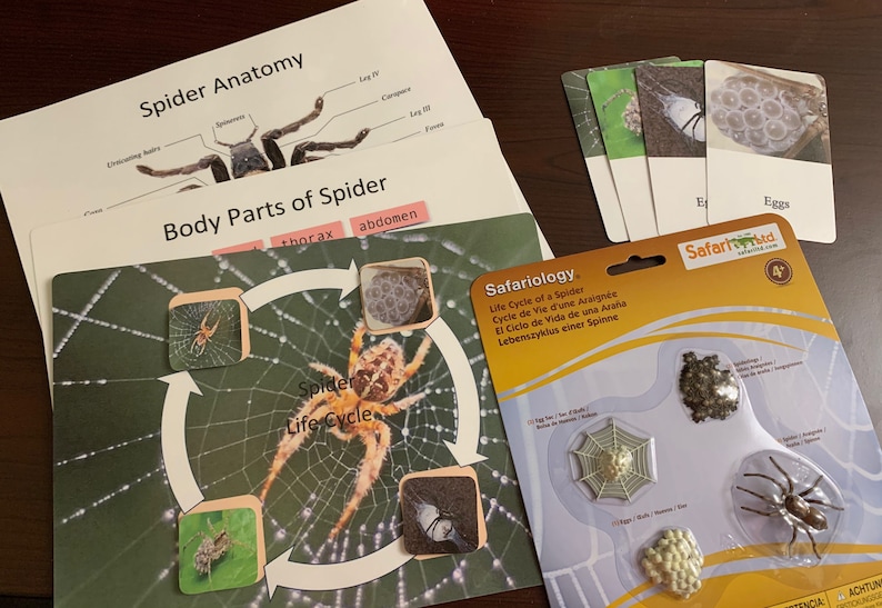 Spider Life Cycle/ Montessori Activity/ Safari Toob Figures - Etsy