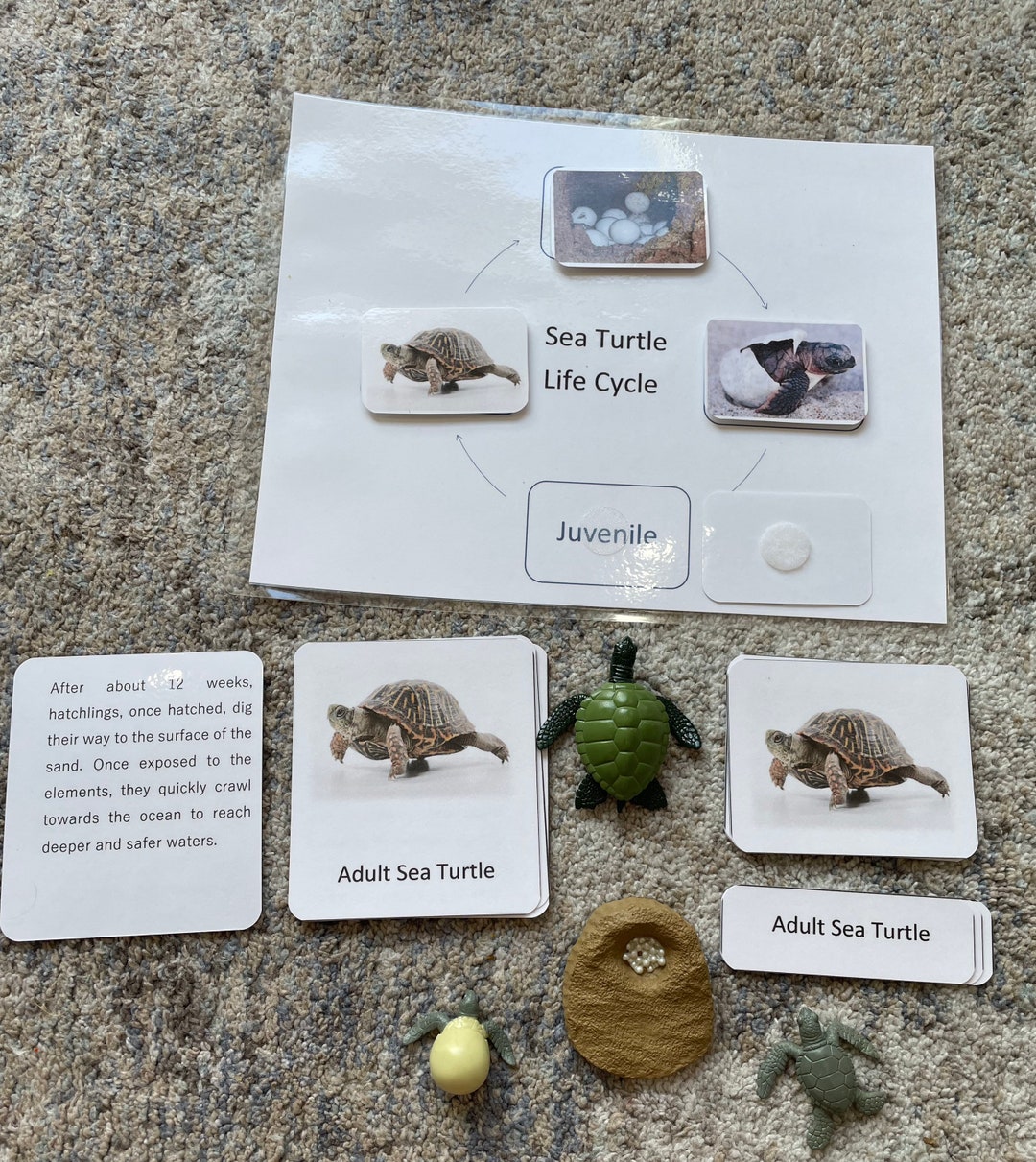 Sea Turtle Life Cycle/ Montessori Object to Image Matching/ Figures and ...