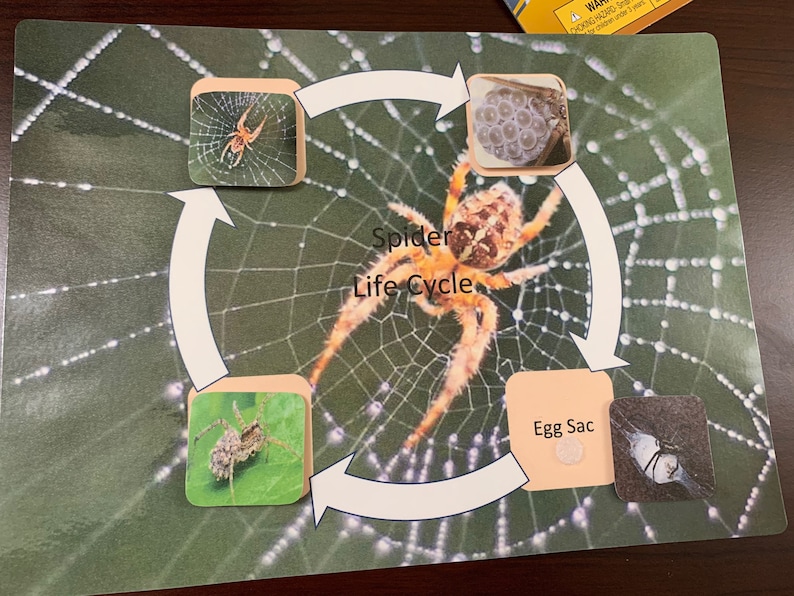 Spider Life Cycle/ Montessori Activity/ Safari Toob Figures - Etsy