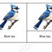 Birds 3-part Card Montessori – Safari Ltd TOOB Compatible | Printable ...