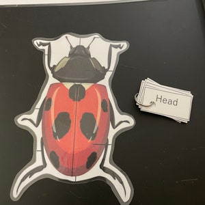 Ladybug Life Cycle/ Critical Thinking/ Montessori Reggio Emilia ...