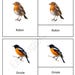 Birds 3-part Card Montessori – Safari Ltd TOOB Compatible | Printable ...
