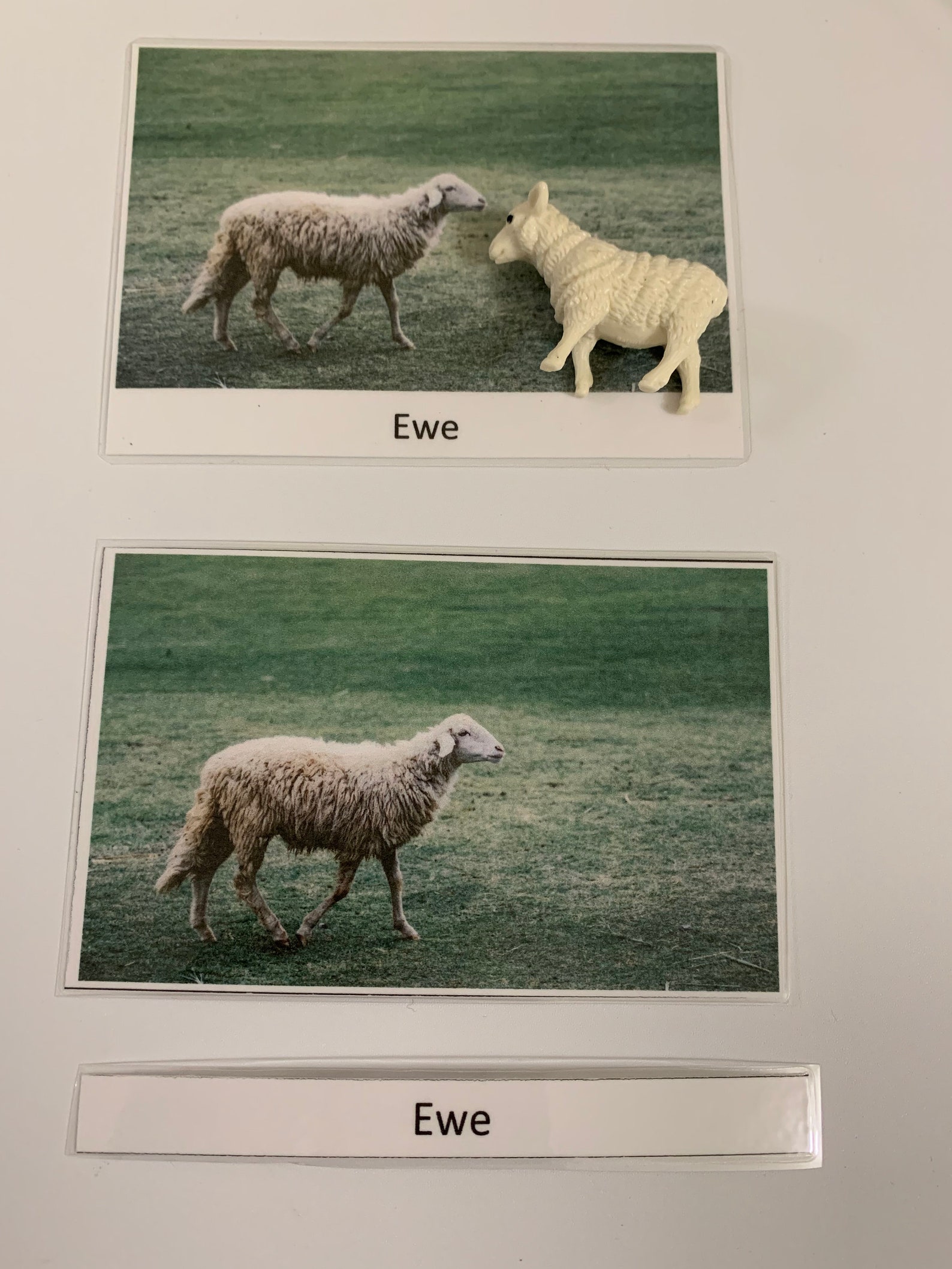 Farm Animal Montessori Inspired Activity 3 Part Cards Safari | Etsy