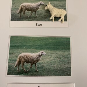 Farm Animal Montessori Inspired Activity 3 Part Cards, Figures ...