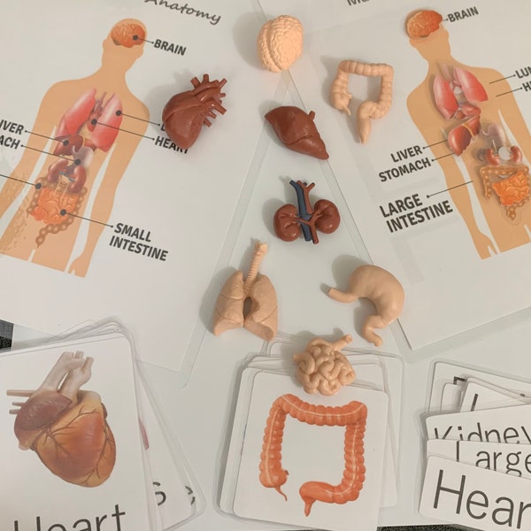 Human Body Book - Etsy