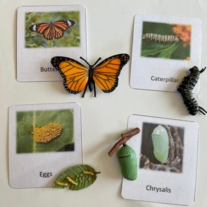Butterfly Unit Study/ Montessori Reggio Emilia Life Cycle/ Anatomy ...