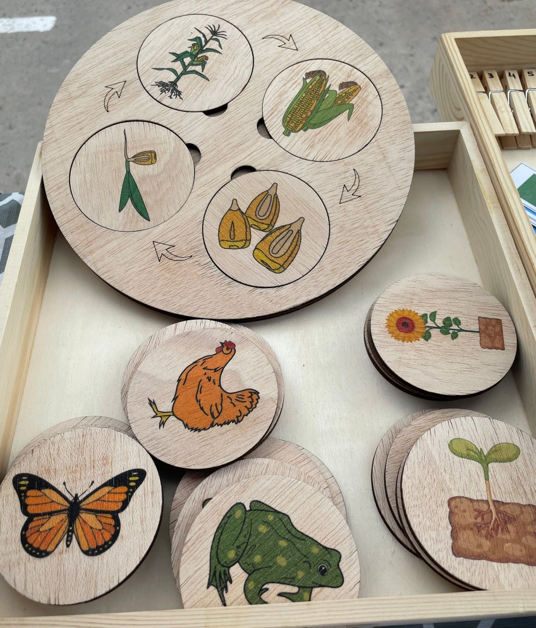 Wooden Life Cycle Board/ Life Cycle Learning/ Montessori Learning ...