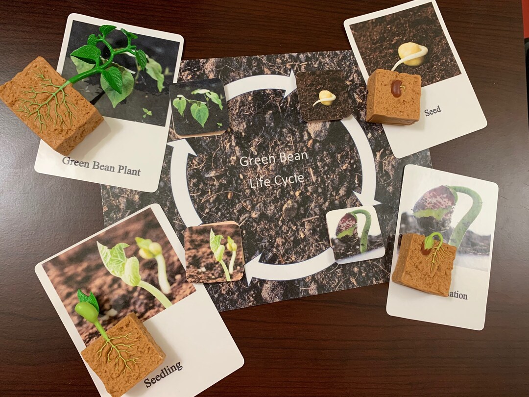 Green Bean Life Cycle/ Montessori Inspired Activity/ Safari Toob ...