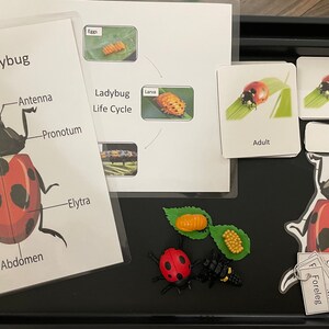 Ladybug Life Cycle/ Critical Thinking/ Montessori Reggio Emilia ...