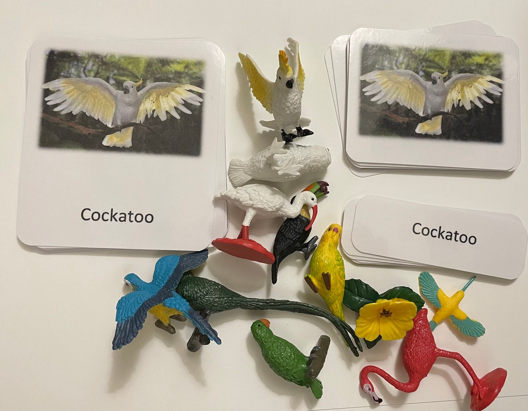 Montessori Object to Image Birds Matching Learning Activity for Kids/ 3 ...