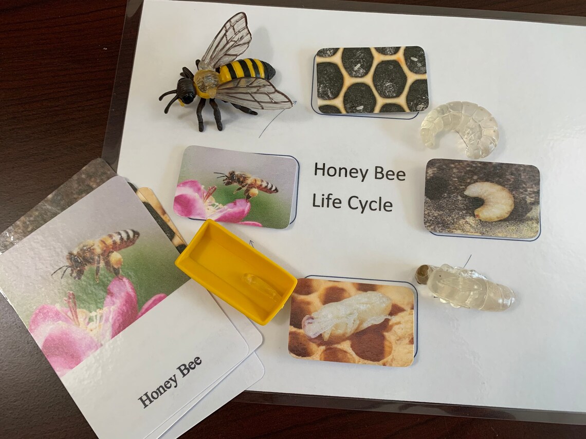 Honey Bee Life Cycle/ Montessori Activity/ Child Simulation - Etsy Canada