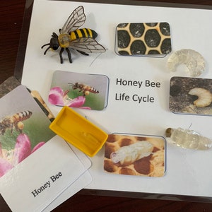 Honey Bee Life Cycle/ Montessori Activity/ Child Simulation Activity ...