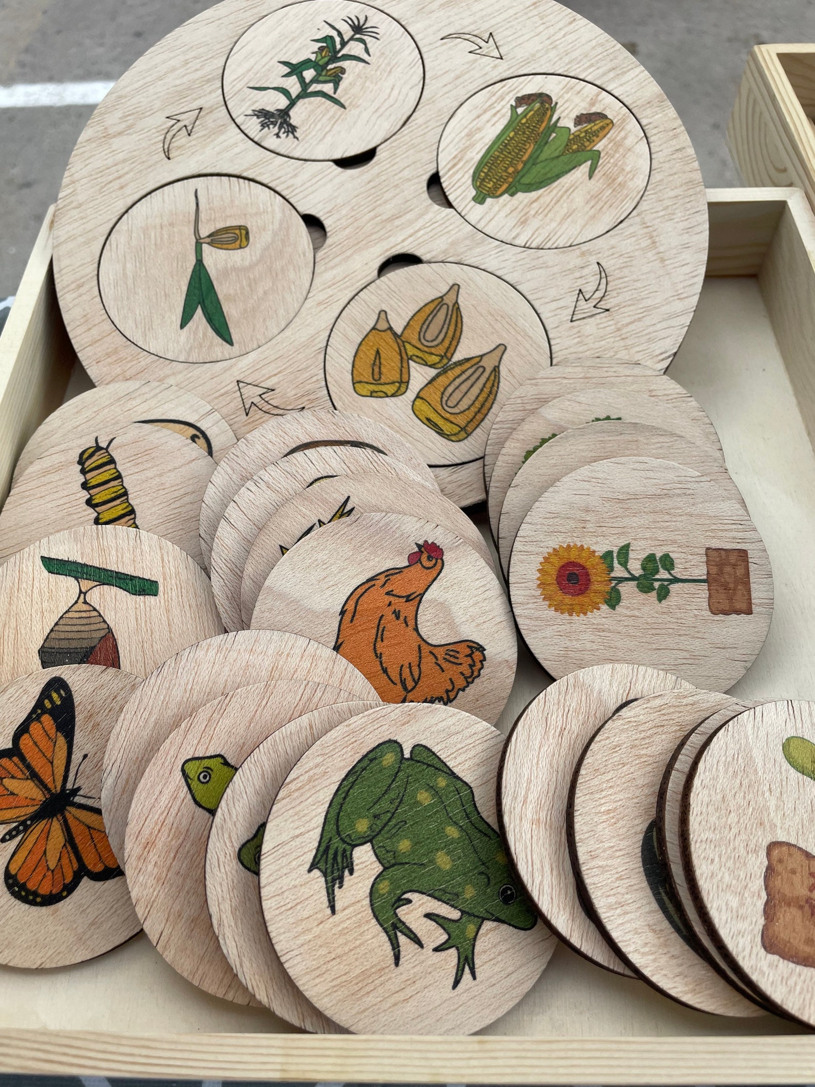 Wooden Life Cycle Board/ Life Cycle Learning/ Montessori - Etsy