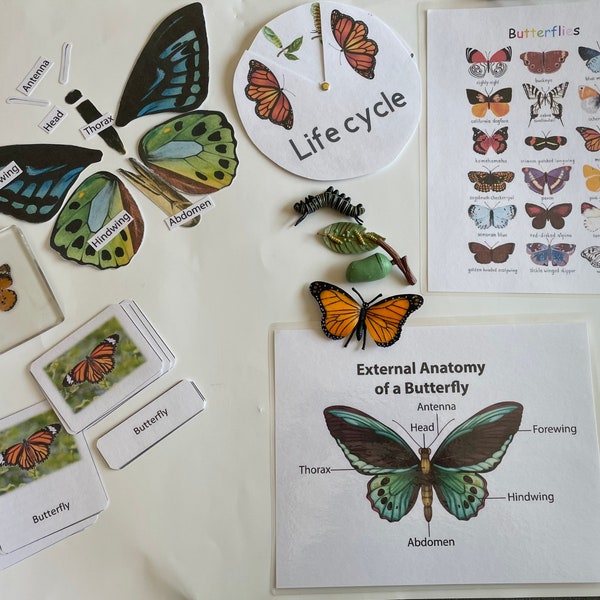 Butterfly Anatomy - Etsy