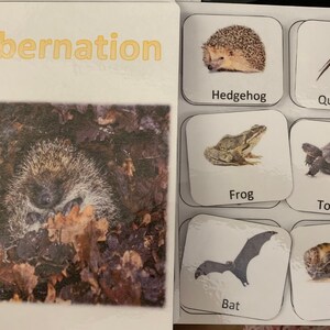 Hibernation Winter Busy Book/ Real Images Book for Kids/ Special ...