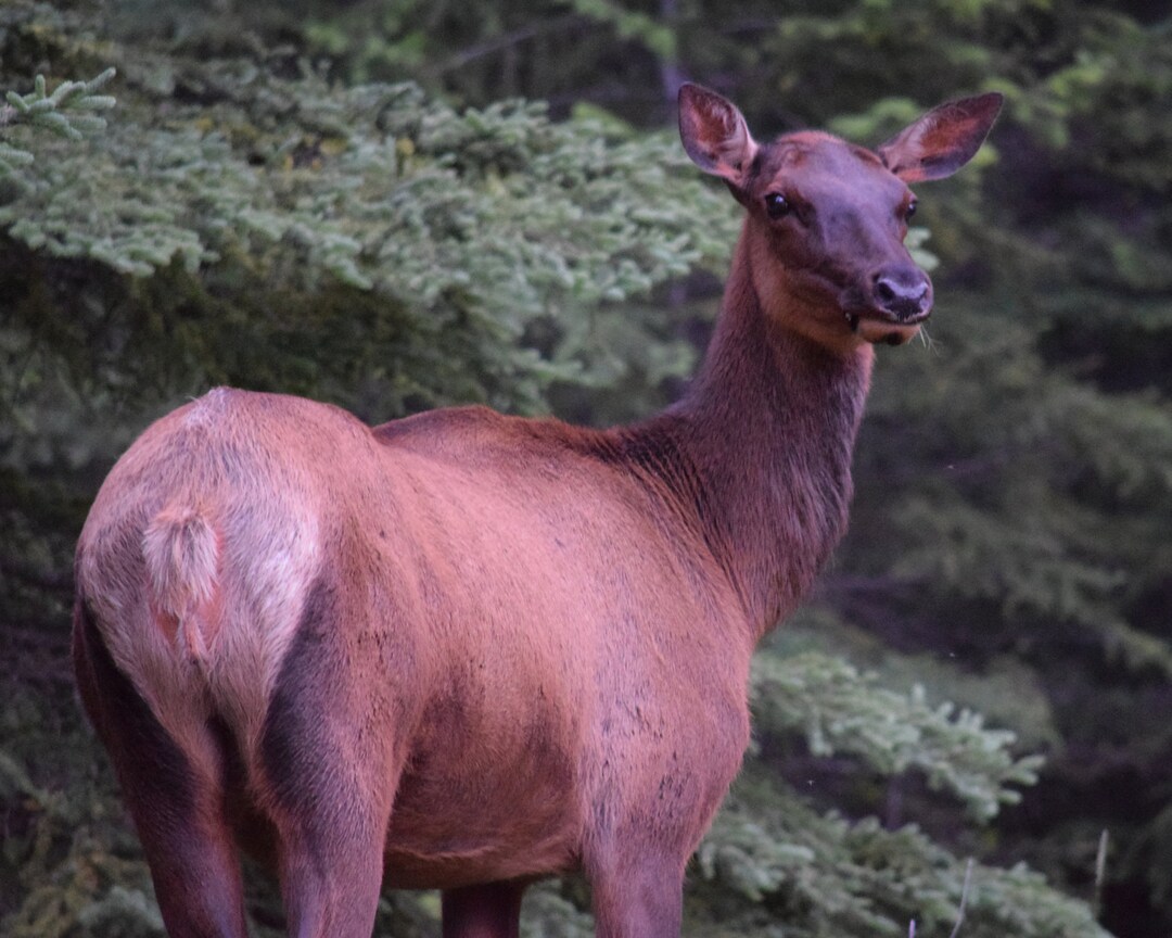 Female Elk Digital Download Banff Nature Photography Animal Print - Etsy