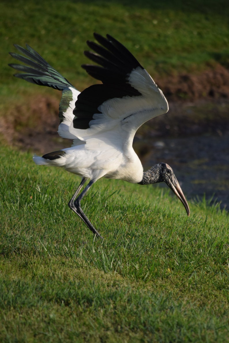 Dancing Wood Stork Digital Download - Etsy