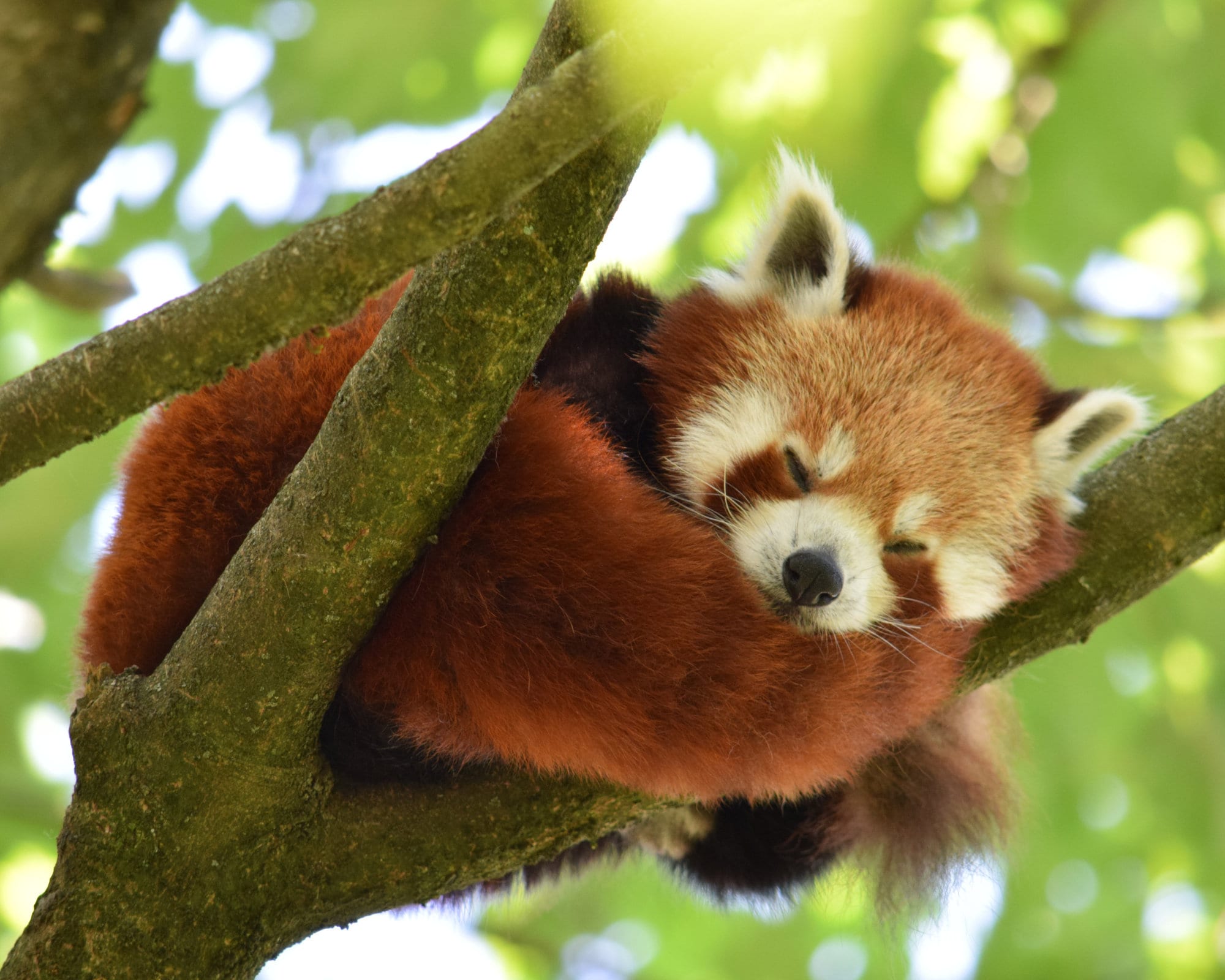 Sleeping Red Pandas