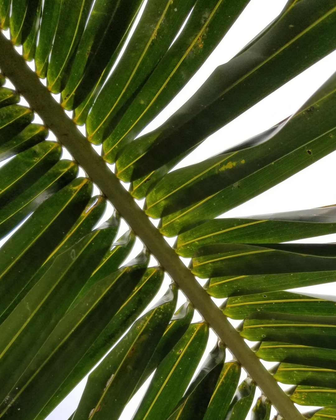 Palm Leaf Digital Download Tropical Print Nature Photography - Etsy