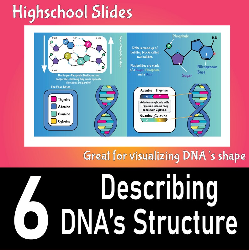 Rosalind Franklin Bundle | Lesson | Activities | DNA Structure ...