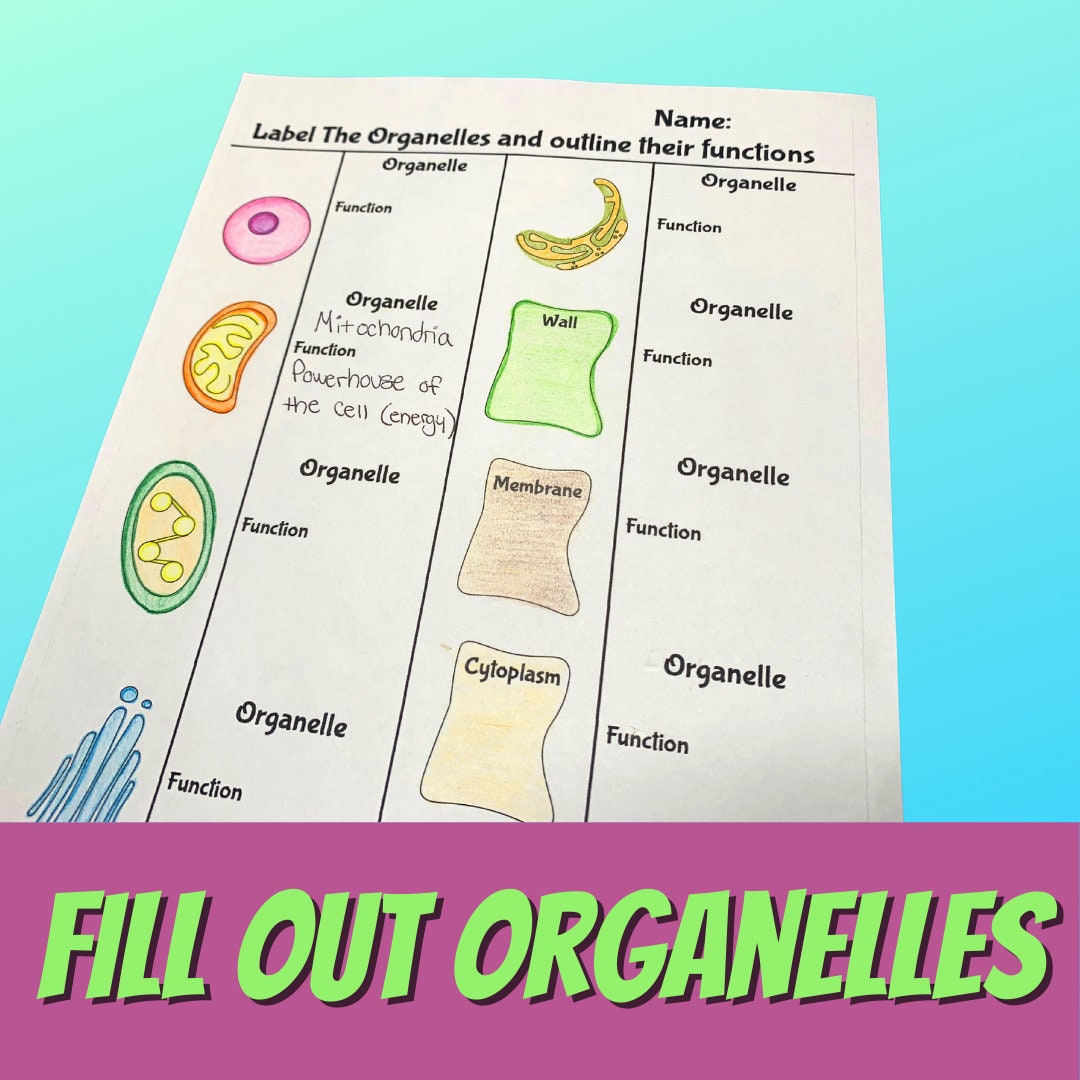 BUILD A CELL Craft | Plant and Animal STEM Craftable | Life Sciences ...