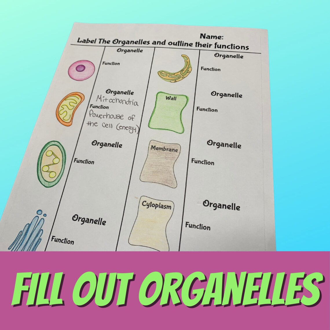 BUILD A CELL | Coloring Activity | Plant Cell | Arts and Crafts ...