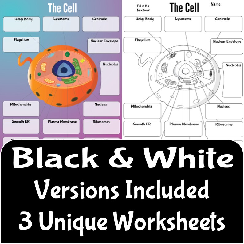 ANIMAL CELL ACTIVITY | Worksheets | Science | Homeschool | High School ...