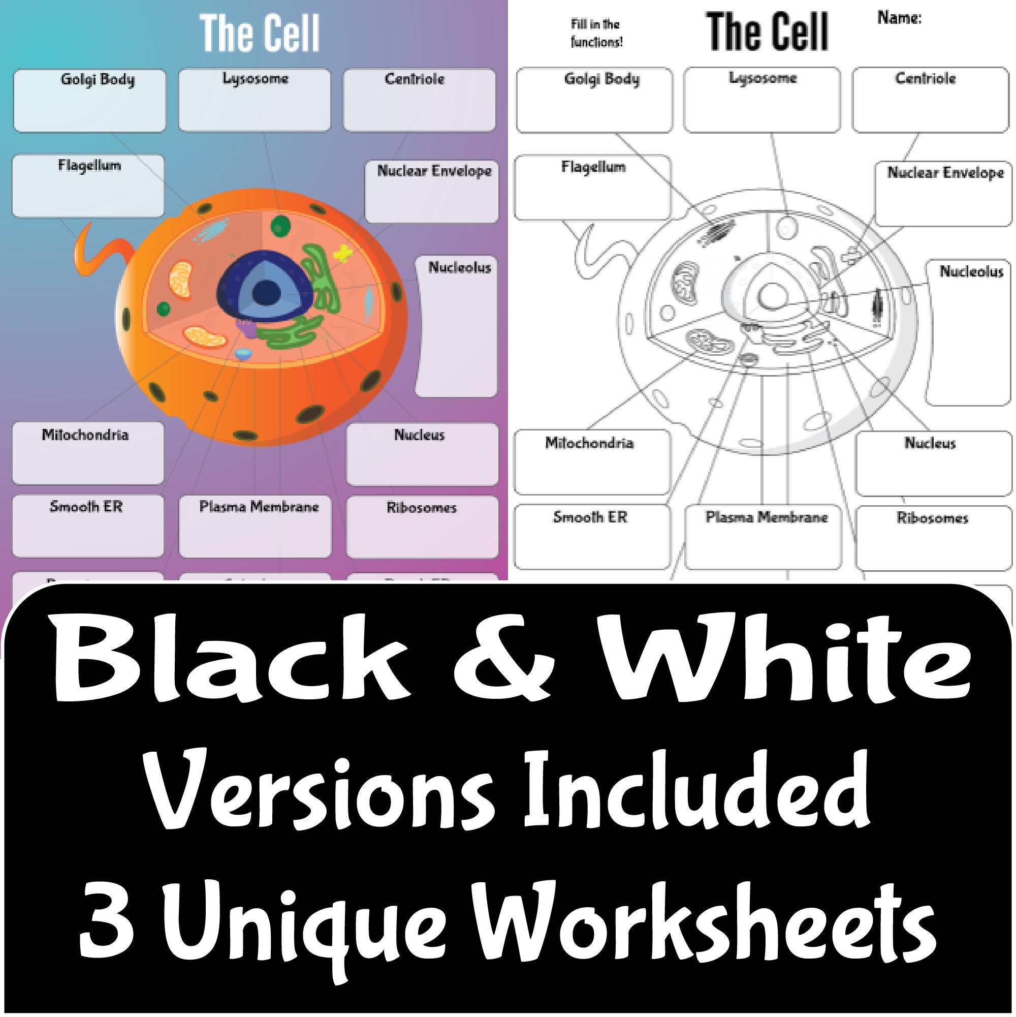 ANIMAL CELL ACTIVITY | Worksheets | Science | Homeschool | High School ...