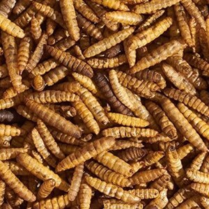 Black Soldier Fly ( BSF ) Larvae - Protein | Hermit Crab Food Grubs - Etsy