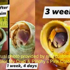 Pinchy's Pink Color Pop complete Meal Hermit Crab Food | Etsy