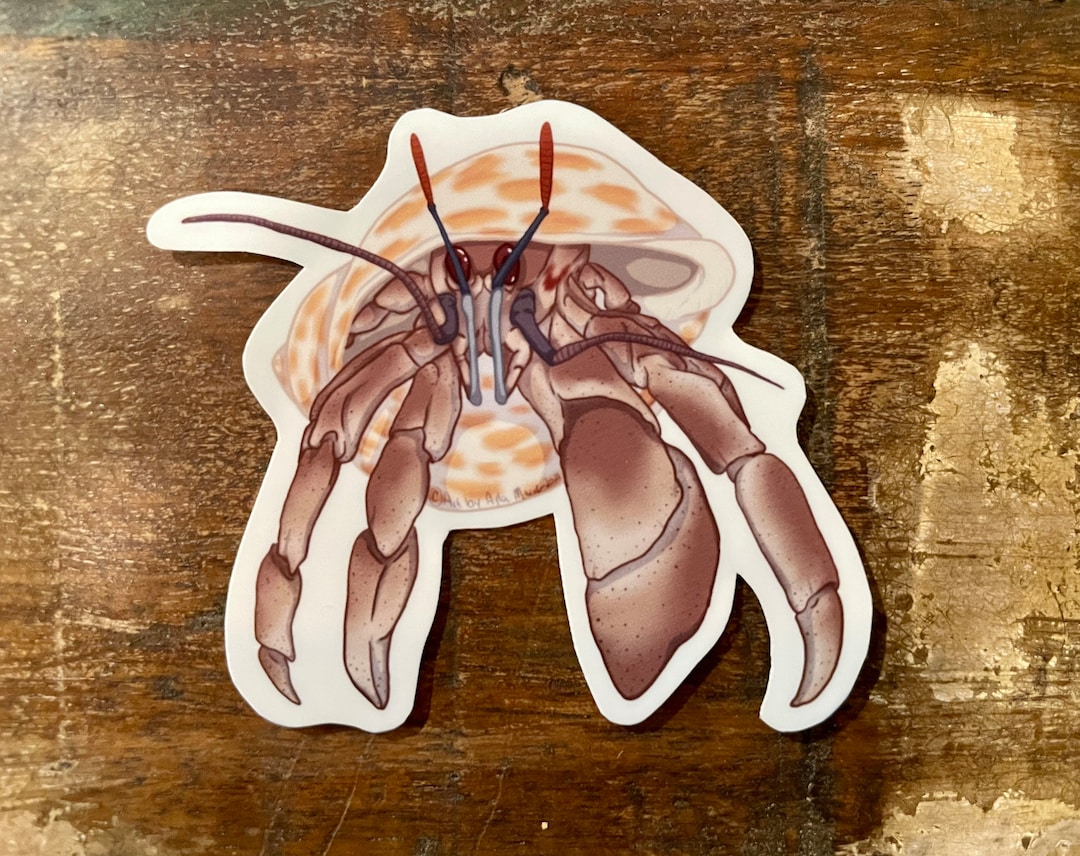 Glossy Vinyl Sticker - Ecuadorian Hermit Crab - Waterproof, Water ...