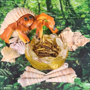 Black Soldier Fly ( BSF ) Larvae - Protein | Hermit Crab Food Grubs - Etsy