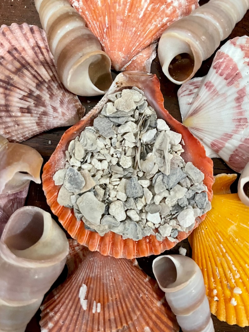 Concha de ostra triturada y calcio de coral / Alimento para cangrejo ...