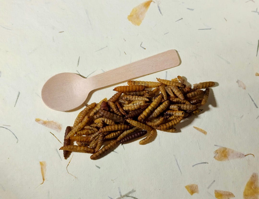 Black Soldier Fly ( BSF ) Larvae - Protein | Hermit Crab Food Grubs - Etsy