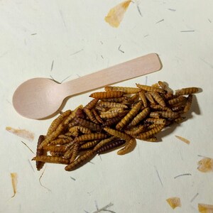 Black Soldier Fly ( BSF ) Larvae - Protein | Hermit Crab Food Grubs - Etsy