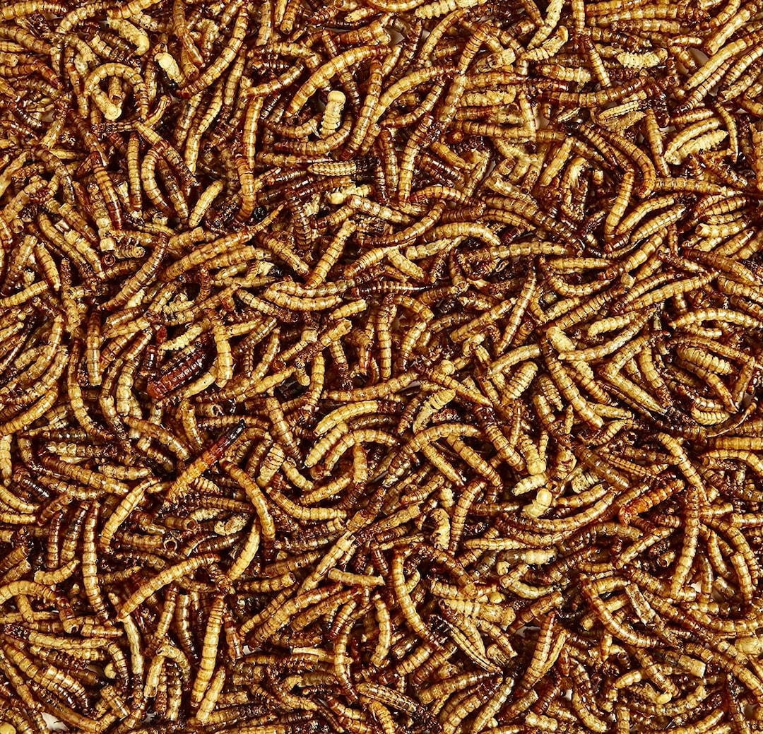 Dried Meal Worms & BSF Larvae | Hermit Crab Food - Etsy