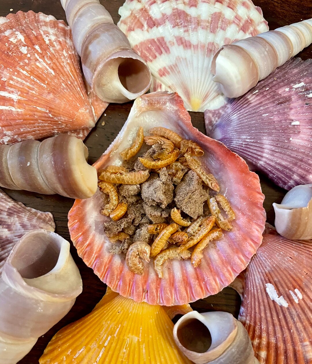 Shelly's Surf & Turf | Hermit Crab Food Snack Meal Treat Protein Beef ...
