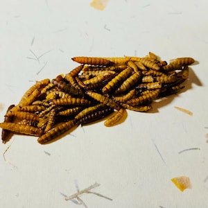 Black Soldier Fly ( BSF ) Larvae - Protein | Hermit Crab Food Grubs - Etsy