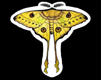 Comet Moth Glossy Vinyl Sticker Argema Mittrei Moth Sticker - Etsy