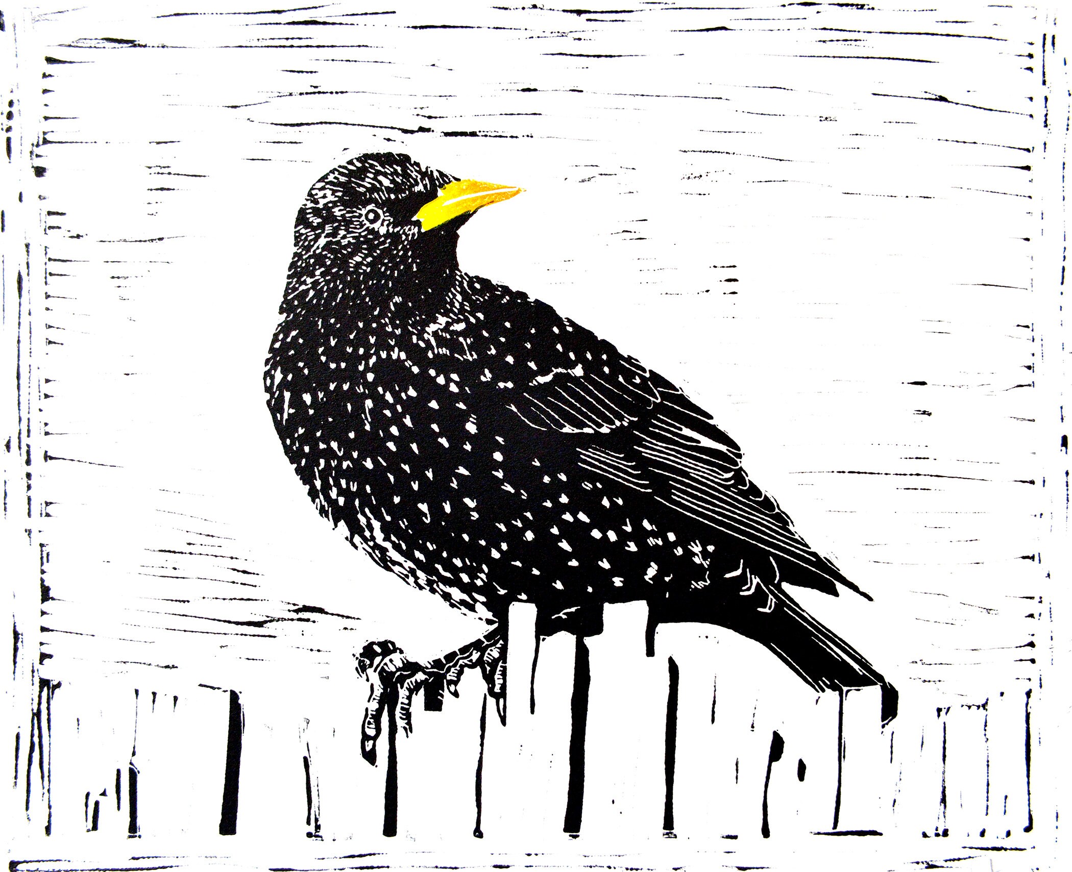 Starling Linocut Print, Original and Hand Printed 5 Editions Signed on ...
