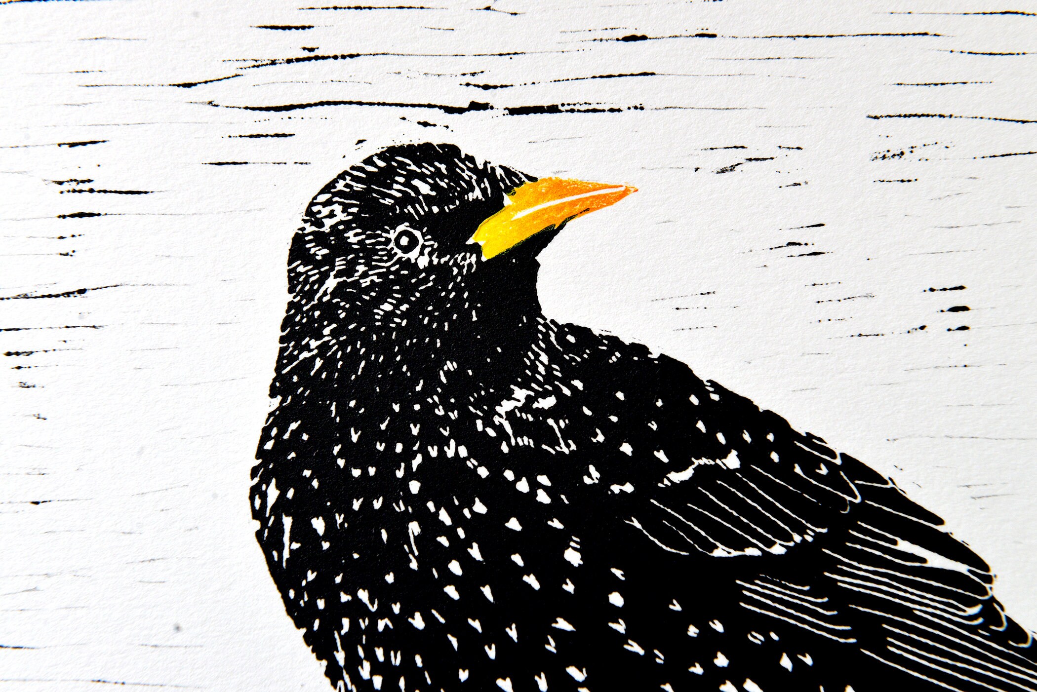 Starling Linocut Print, Original and Hand Printed 5 Editions Signed on ...
