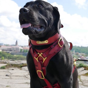 Red Leather Dog Harness With Handle, Brass Buckles Large Dog Harness - Etsy