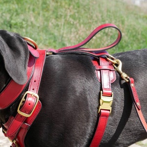 Red Leather Dog Harness With Handle, Brass Buckles Large Dog Harness - Etsy