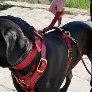 Red Leather Dog Harness With Handle, Brass Buckles Large Dog Harness - Etsy
