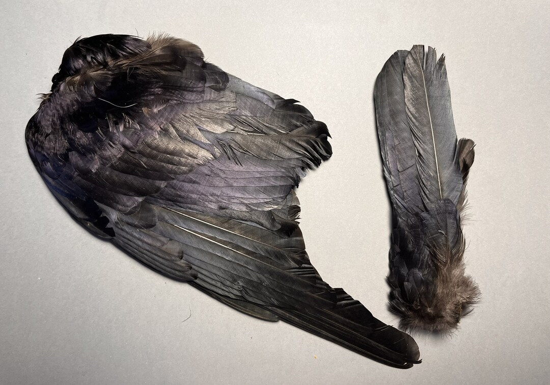 Rook/ Corvus Frugilegus/ Real Wing and Tail Feathers for Collectors ...