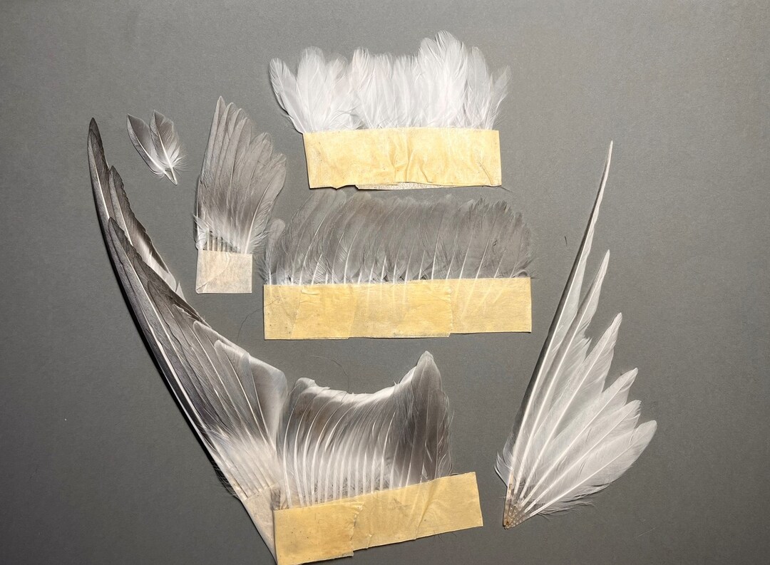 Arctic Tern /sterna Paradisaea / Real Wing and Tail Feathers for ...