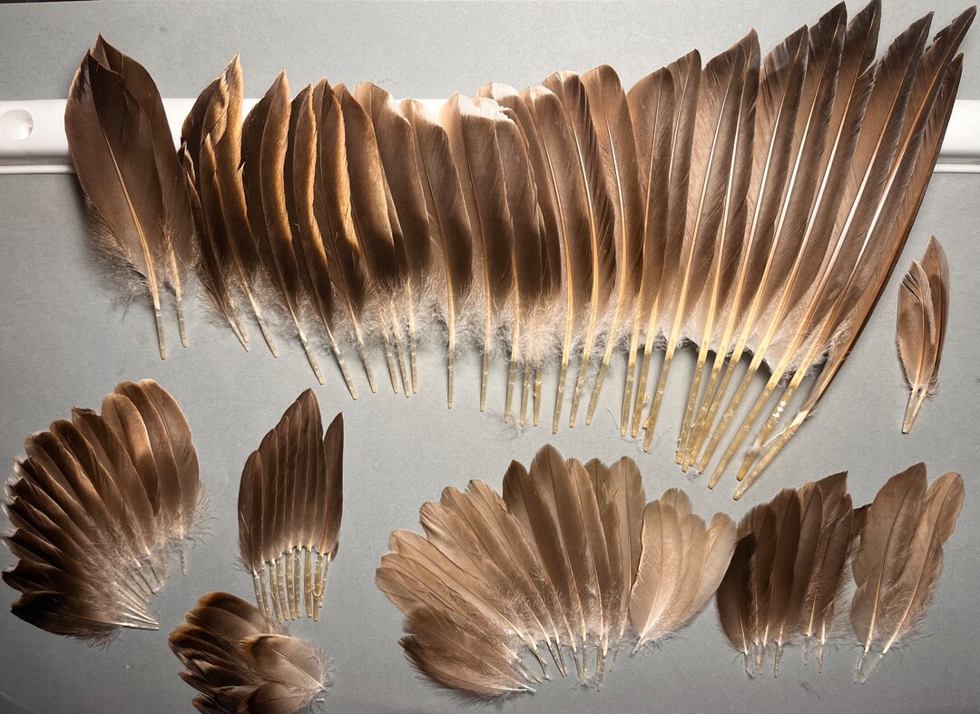 Common Eider (somateria Mollissima) Female Wing and Tail Feathers for ...