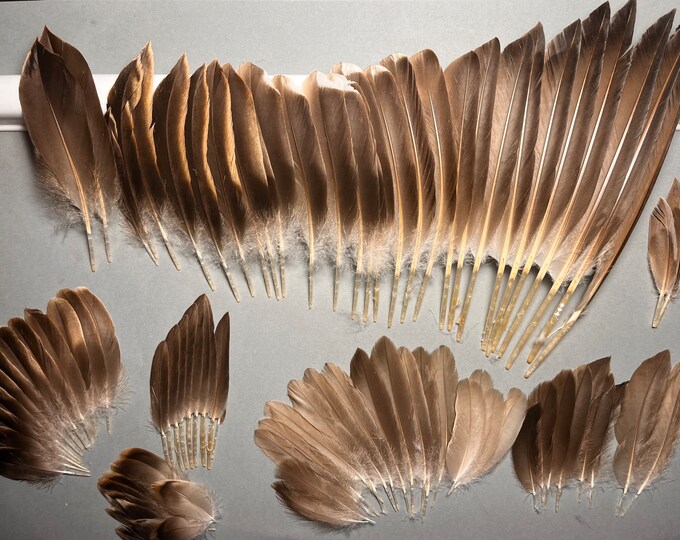 Common Eider (somateria Mollissima) Female Wing and Tail Feathers for ...